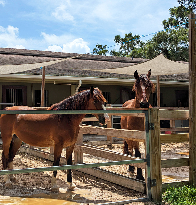 "Excuse me, do you have a moment to talk about hay?" These equine residents bring their own brand of majesty to the park's diverse cast.