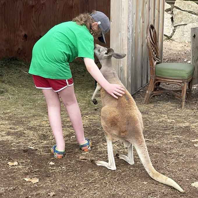 The kangaroo encounter area offers visitors rare hands-on moments with Australia's most famous hoppers, no passport required.