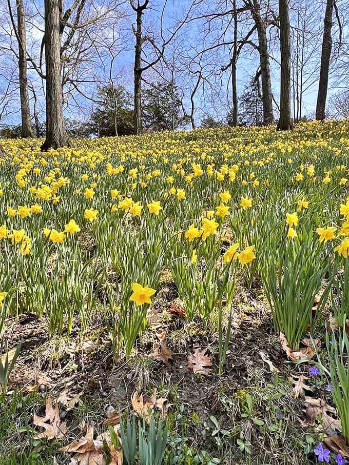 Spring transforms Lake View into a golden paradise as thousands of daffodils create nature's most cheerful tribute.