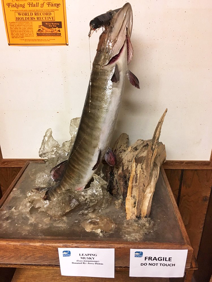 The museum grounds feature multiple fish sculptures, including this impressive leaping musky display under glass.