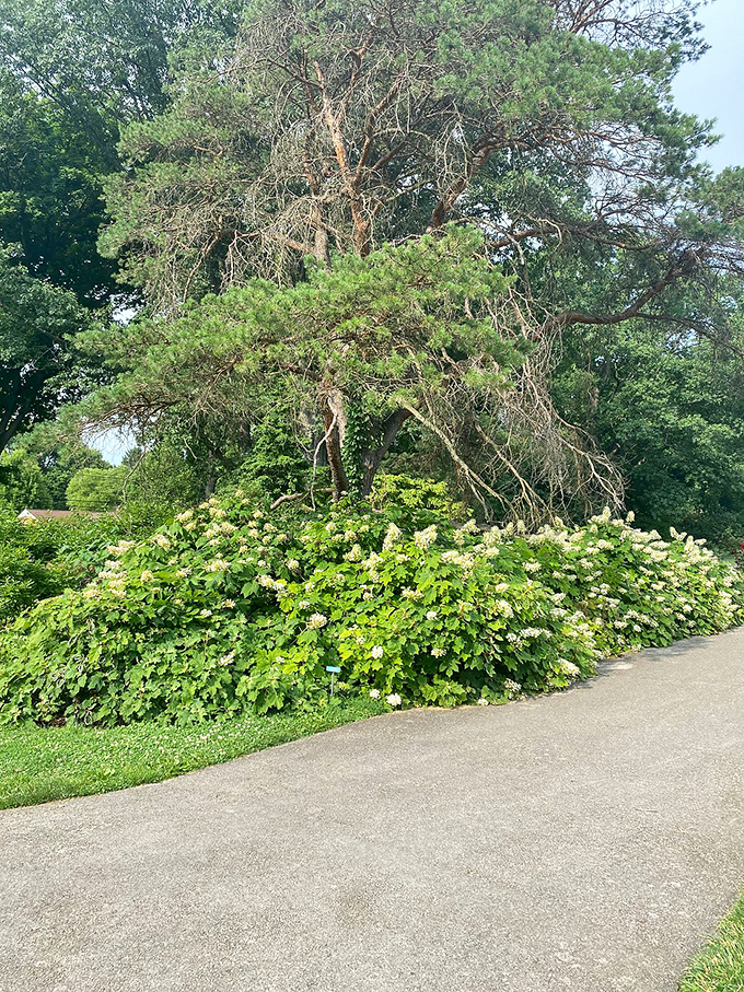 Limelight hydrangeas provide a lush green foundation that proves supporting actors are just as important as the stars of the show.