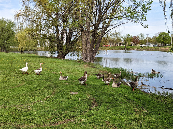 Malone Park's resident geese and ducks waddle about like they own the place, creating postcard-perfect moments against the reflective pond.