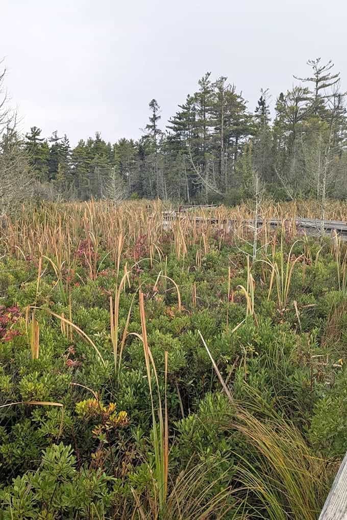 The marsh meadow stretches into the distance, its layers of vegetation creating a landscape that looks like someone painted it specifically for your viewing pleasure.