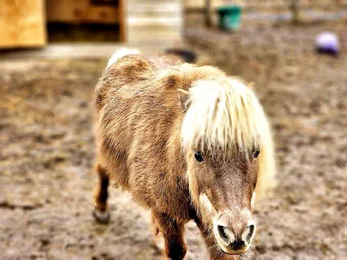 The miniature horse embodies the saying "small but mighty," with eyes that clearly communicate "I may be tiny, but I contain multitudes."