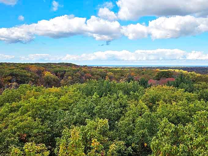 From this elevated perch, the forest reveals itself as a layered community, each tree reaching skyward in the eternal dance for sunlight.