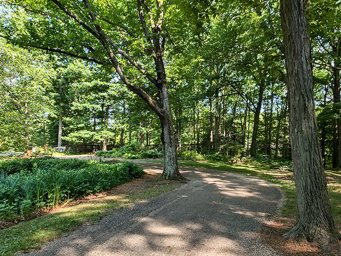 Dappled sunlight plays through summer leaves, creating nature's own light show on the forest floor below.