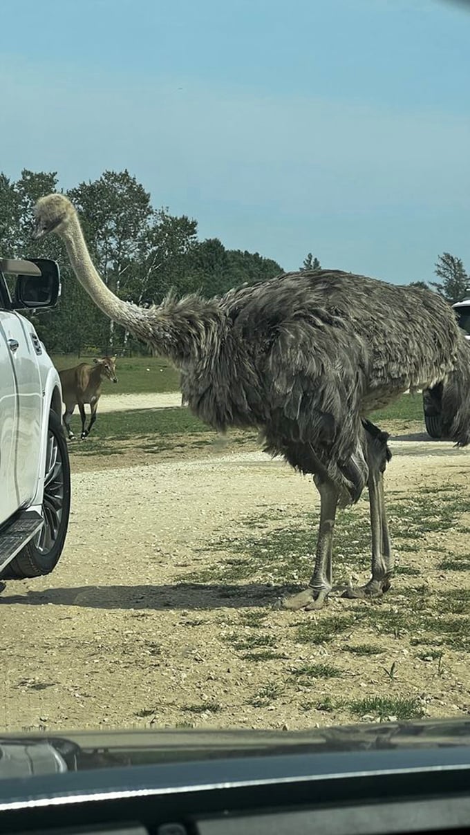 An ostrich investigates a vehicle, its prehistoric appearance and curious personality providing comic relief during the safari journey.
