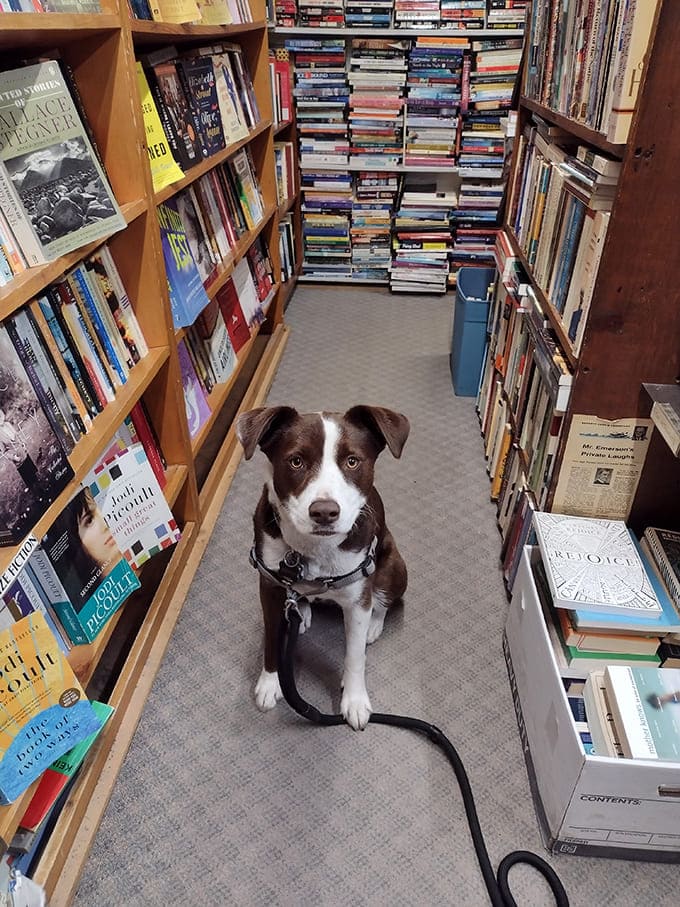 Even the four-legged visitors appreciate a good bookstore, though their reading recommendations might be slightly biased toward treats.
