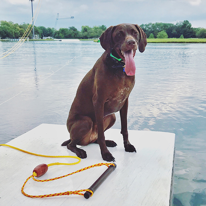 Even four-legged friends enjoy Wake Nation's atmosphere, though they wisely leave the swimming to their less furry companions.