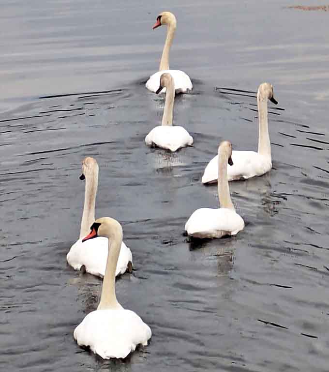 Swan squad on patrol &ndash; these elegant birds glide through life with the confidence of supermodels, making ripples in their wake.
