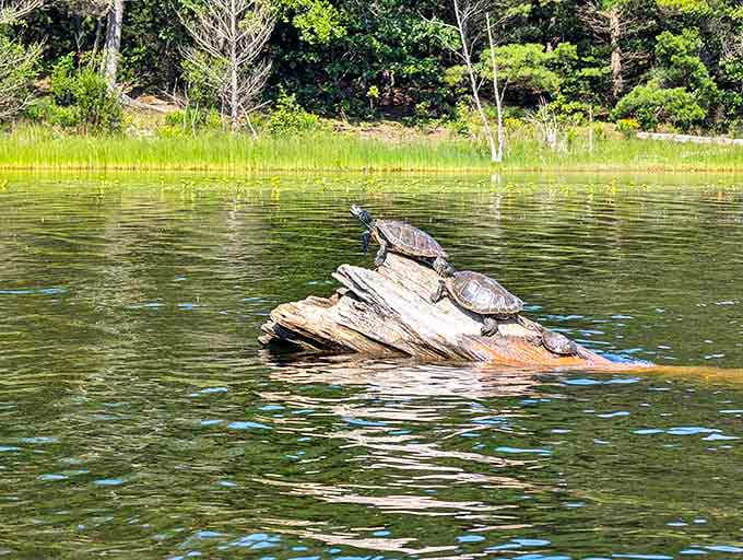 Nature's sunbathers: These turtles have found the perfect log spa, demonstrating proper relaxation technique for overworked humans.