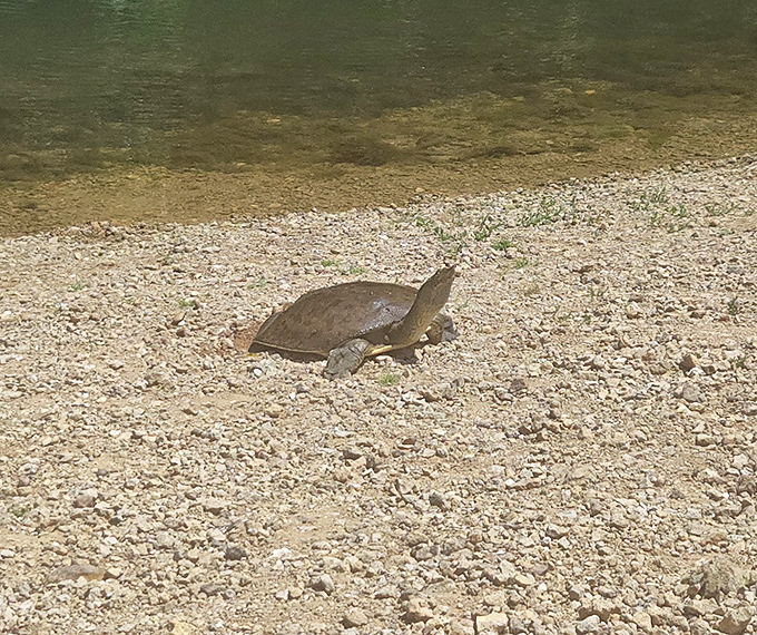 This turtle clearly knows it found prime Illinois real estate, sunning itself like it's at a five-star resort.
