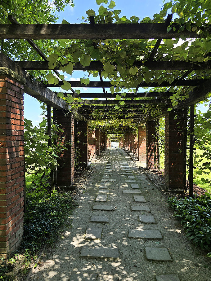 Sunlight dapples through grape vines overhead in this rustic pergola walkway, creating dancing shadows on the stone path below.