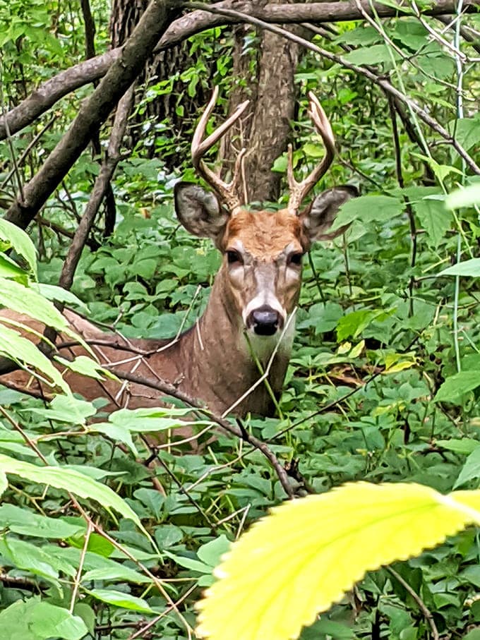 A white-tailed buck pauses mid-browse, his gaze both curious and cautious &ndash; a fleeting moment of wild connection.