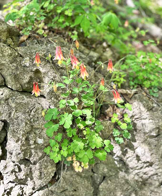Wild columbine blooming from rocks demonstrates nature's impressive ability to thrive in the most unlikely places imaginable.