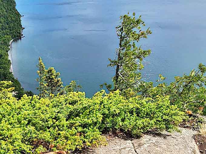 The understory tells its own quiet story – a tapestry of resilient plants that thrive where tourists merely visit.