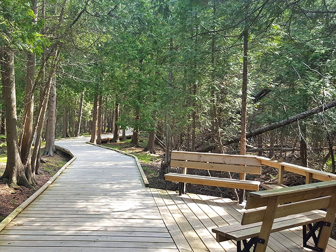 The boardwalk curves gently through towering trees, offering hikers a smooth journey through terrain that would otherwise remain inaccessible.