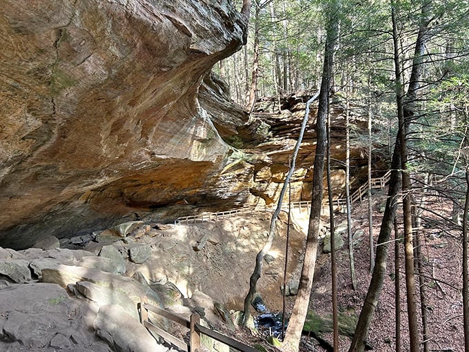 Sandstone cliffs tower alongside the trail, their ancient faces etched with stories of geological drama that makes your family reunions seem positively peaceful.