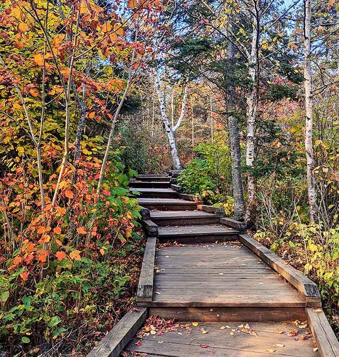 Autumn's runway: This wooden boardwalk cuts through a fashion show of fall colors, where every maple and birch competes for "best dressed" honors.