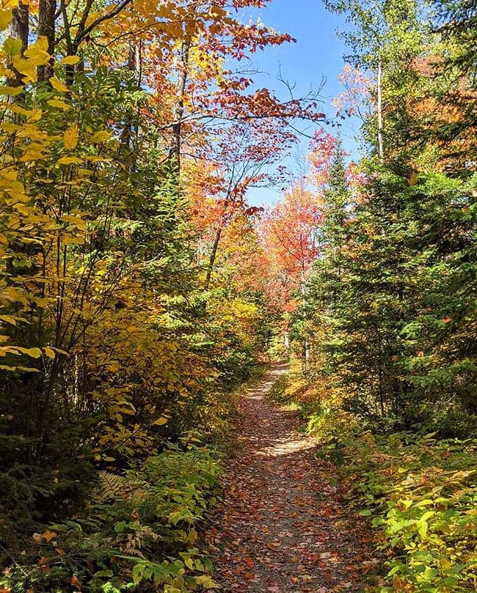 Fall transforms the forest into nature's fireworks display, with maples and aspens competing to outdo each other in brilliant reds and golds.