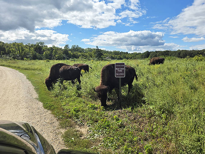 "Please don't read my sign while I'm eating." Bison graze nonchalantly beside park warnings, demonstrating their casual approach to fame.