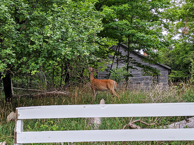 Nature reclaims what industry once borrowed&mdash;a curious deer inspects abandoned buildings with more interest than most teenage tourists.