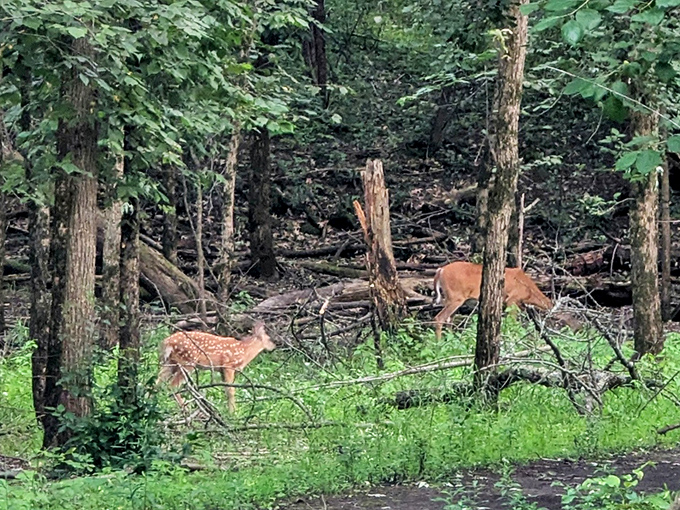 A tender moment in the wild: a doe and fawn pause their forest browsing, reminding us we're guests in their woodland home.