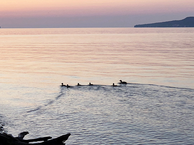 Dawn patrol: a family of ducks creates ripples across the sunset-painted waters, nature's own meditation circles.