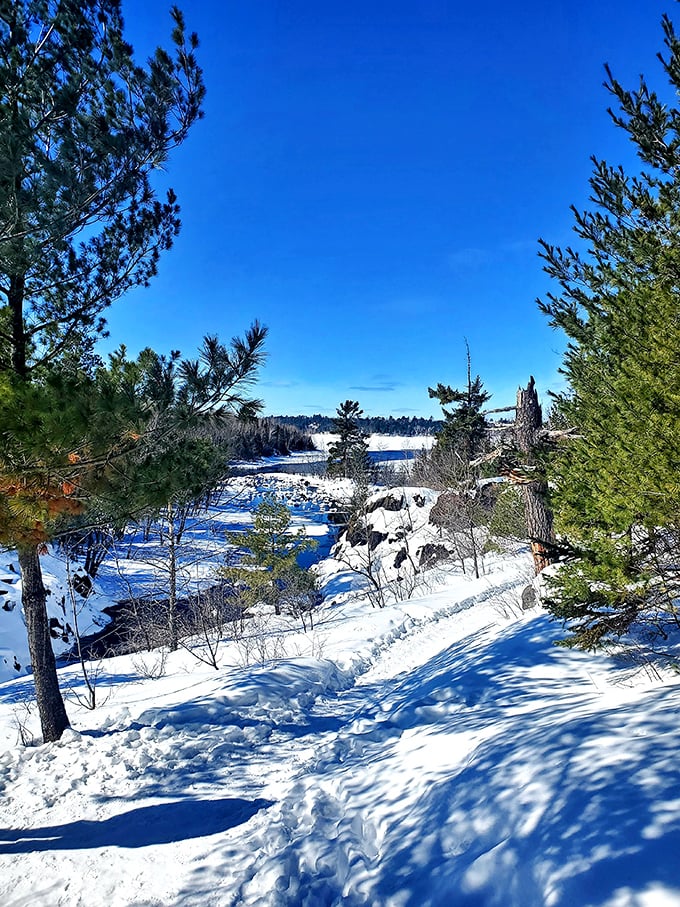 This remarkable birch has mastered the art of survival, its exposed roots creating nature's own sculpture garden along the trail.