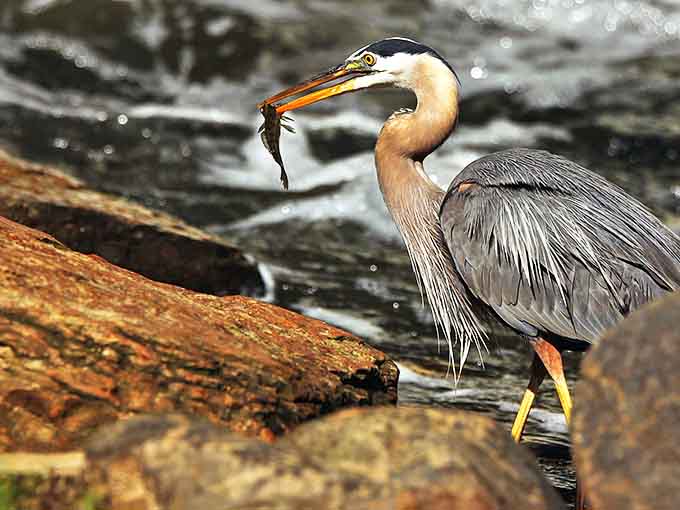 A great blue heron demonstrates the patience of a Zen master, hunting for lunch in the shallow waters below the falls.