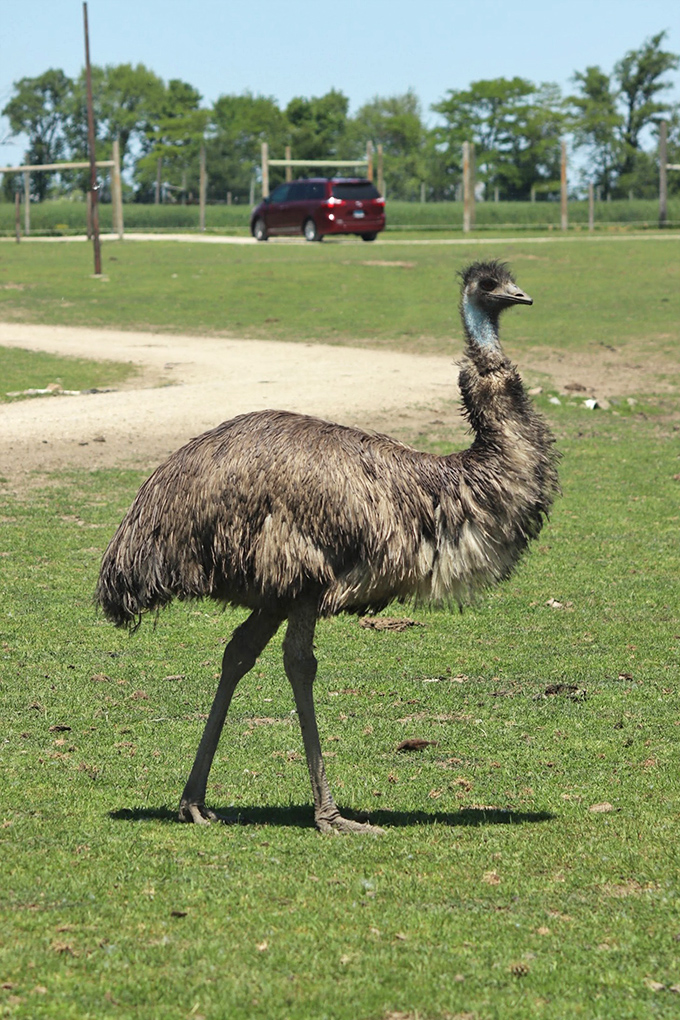 A curious ostrich investigates visitors, its enormous eyes and fluffy feathers creating a comical yet majestic silhouette against the blue sky.