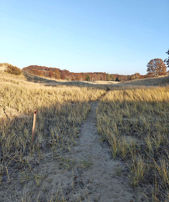 Sandy hiking trails wind through the dunes like nature's own StairMaster, rewarding your effort with views that make every step absolutely worth it.