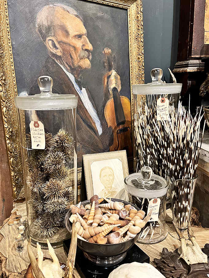 Ocean treasures arranged with scientific precision &ndash; each shell and sea urchin a perfect example of nature's architectural genius.