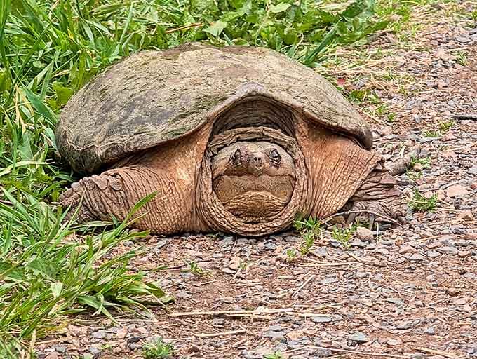 I've seen dinosaurs come and go, kid. This prehistoric-looking snapping turtle judges your hiking pace with ancient, unimpressed eyes.