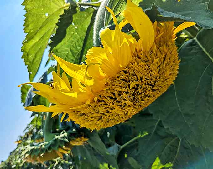 Nature's perfect spiral mathematics on display – this sunflower head reveals the Fibonacci sequence that has fascinated scientists for centuries.