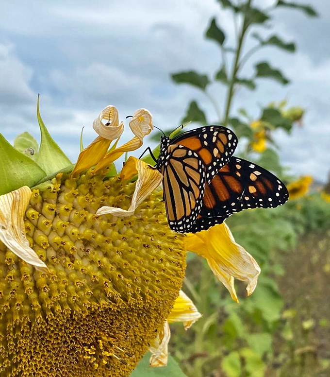 A beautiful monarch butterfly finds a home among the petals at Maria&rsquo;s Field of Hope. Nature&rsquo;s beauty is in full bloom!