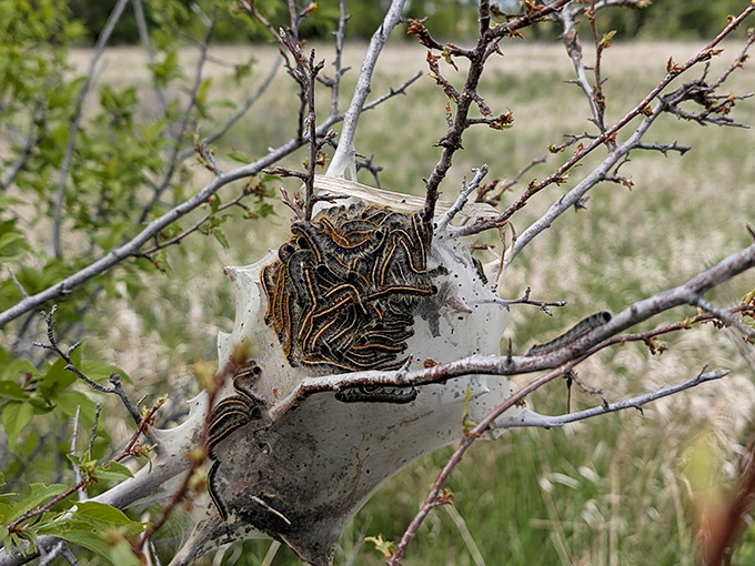 Nature's own art installation &ndash; tent caterpillars create an intricate web, reminding us of the park's diverse ecosystem.