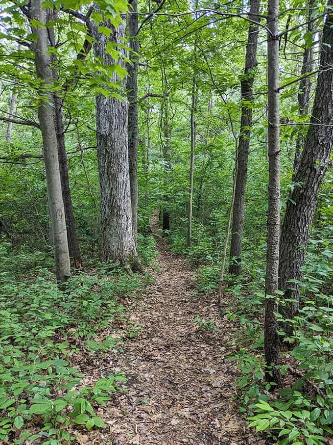 Well-maintained trails wind through the preserve, inviting exploration without requiring a degree in orienteering to navigate successfully.