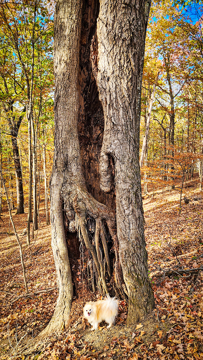 A majestic tree stands sentinel, its hollow trunk like nature's doorway to another dimension entirely.