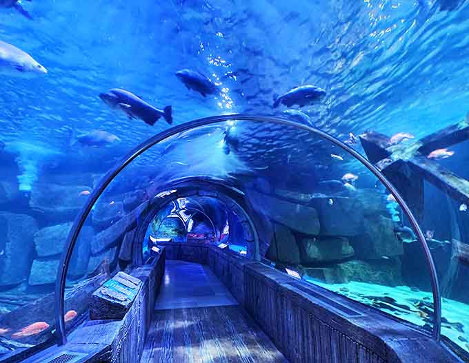 The immersive tunnel experience transforms an ordinary mall visit into an extraordinary underwater journey where sharks swim overhead instead of escalators.