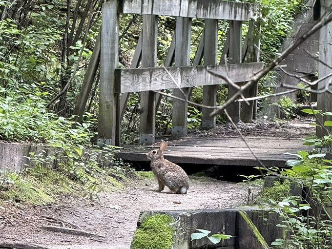 "Excuse me, did I interrupt something?" This cottontail pauses mid-hop, contemplating whether you're worth abandoning his woodland commute.
