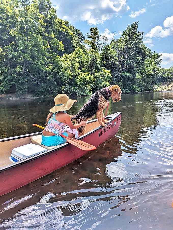 Even four-legged friends find their zen on the White River, proving that happiness is indeed a wet dog in a canoe.