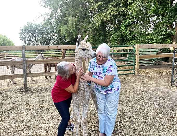 The joy on visitors' faces proves that alpaca therapy works wonders regardless of your age or background.