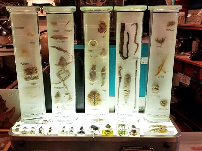 Insects: Suspended in liquid eternity, these preserved specimens create a biological time capsule &ndash; evolution's experiments cataloged with scientific precision and artistic appreciation.