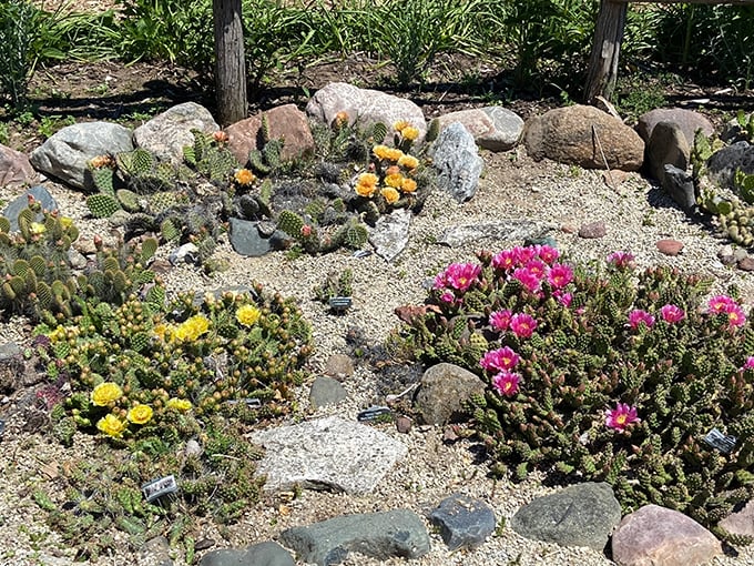 Desert meets Midwest in this cactus garden, where prickly residents thrive despite Wisconsin winters that would make a polar bear shiver.
