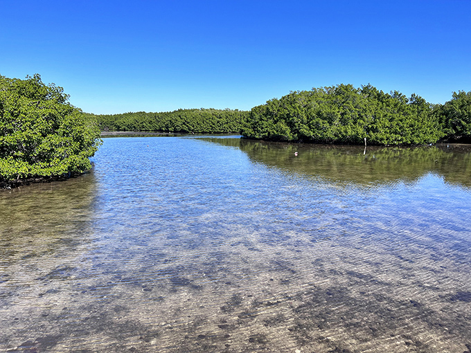 Shallow waters reveal a living aquarium beneath &ndash; fish darting between mangrove roots in nature's perfect nursery system.