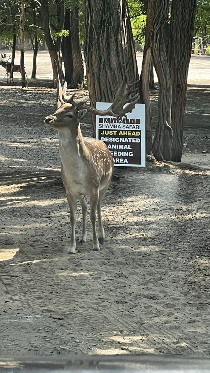 "Did someone say treats?" This antelope's expression captures the direct connection visitors experience with wildlife at Shamba Safari.