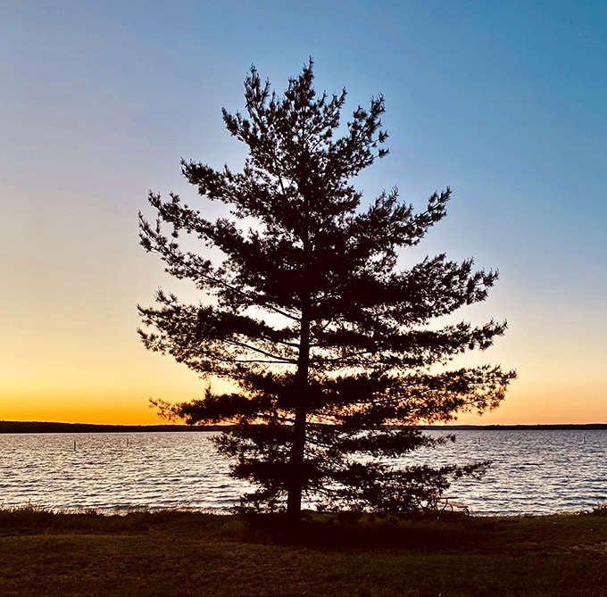 A solitary pine silhouetted against the sunset creates nature's perfect composition &ndash; no filter needed, though everyone will think you used one.