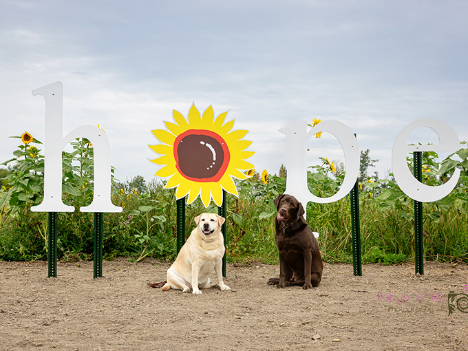 The iconic "hope" installation captures the field's essence, where each sunflower stands as a golden symbol of possibility.
