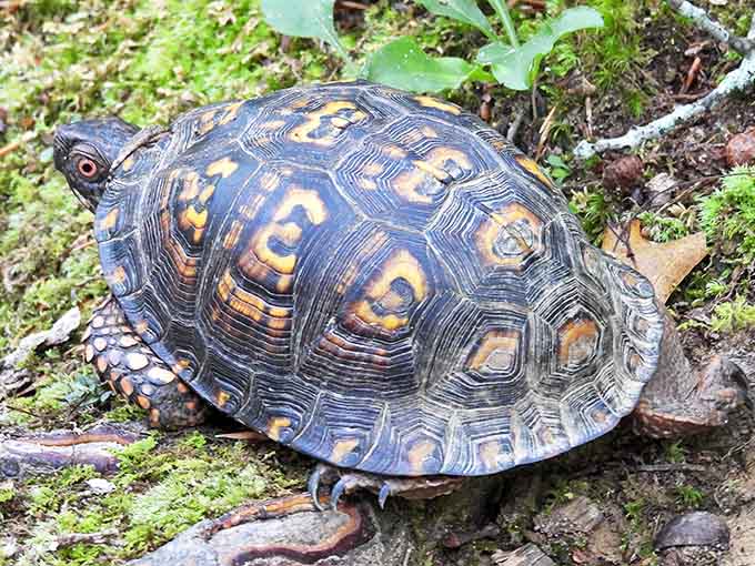 The original slow food movement &ndash; this box turtle taking life one deliberate step at a time, unbothered by your schedule.